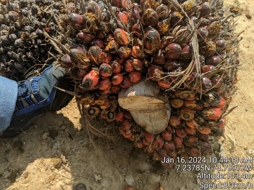 EFB (Empty Fruit Bunch) Biofuel | Vincent Corp