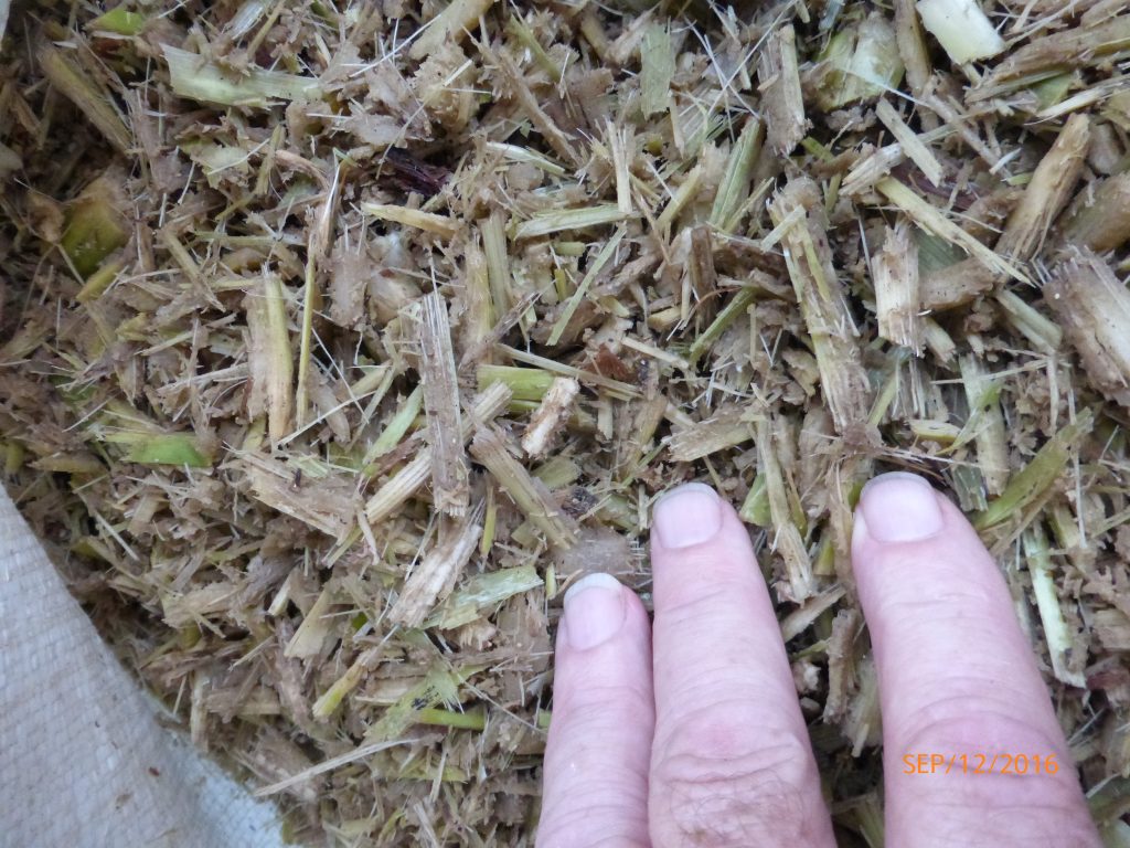 Napier Grass | Vincent Corp