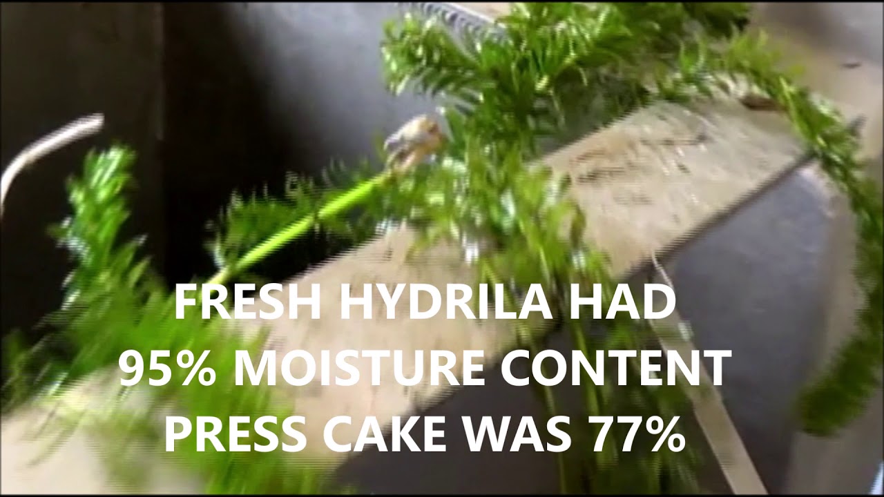 Water Hyacinths | Vincent Corp